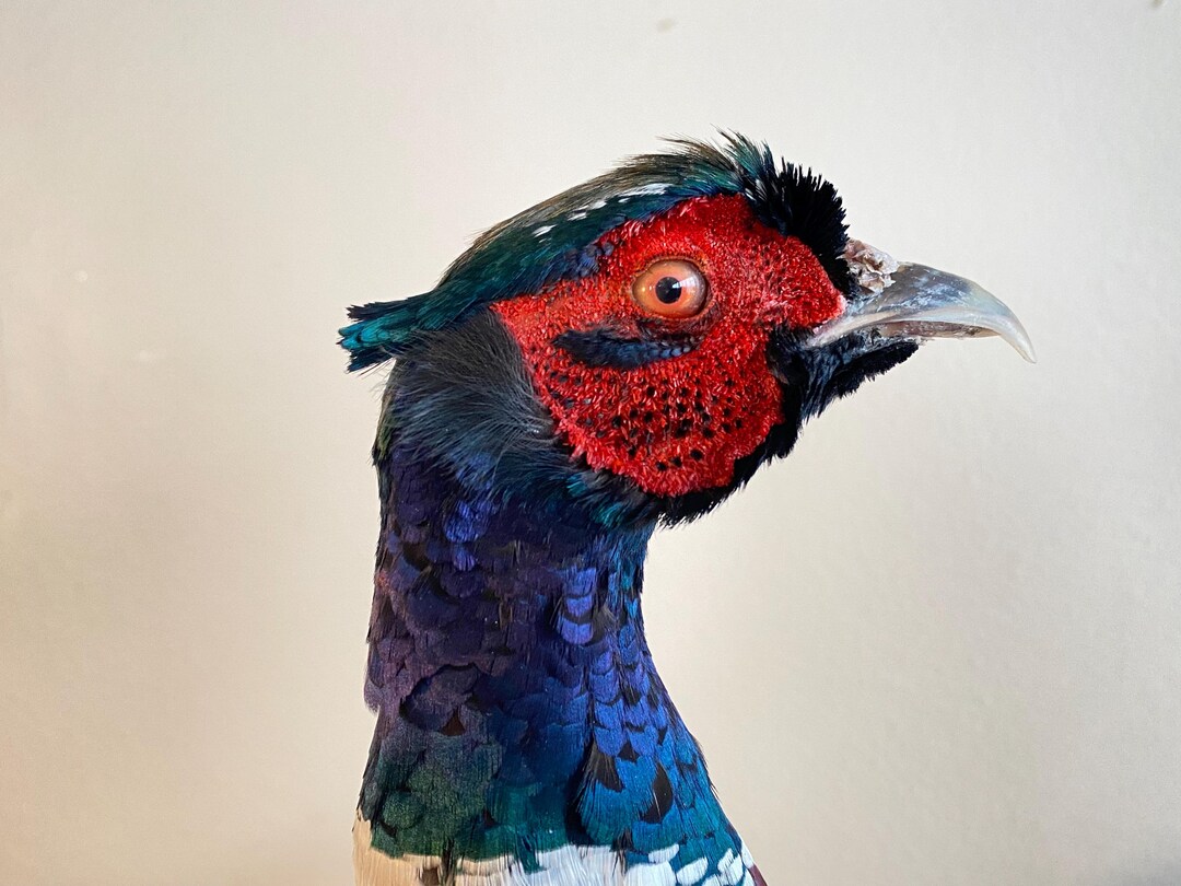 Male Ring-necked Pheasant Mount - Etsy
