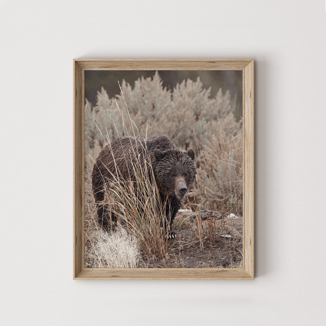 Grizzly Bear in the Sagebrush, Rustic Cabin Decor, Grizzly Bear Poster ...