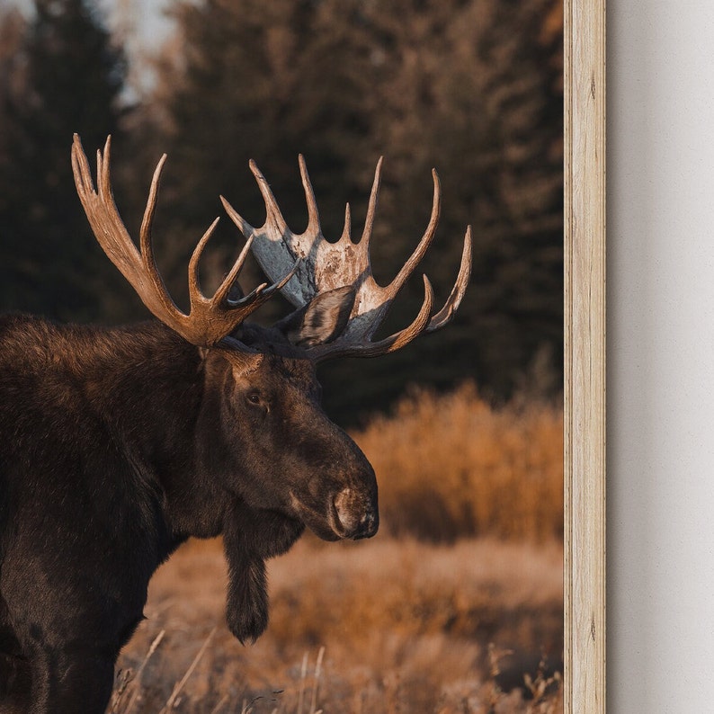 Bull Moose at Sunset Printable, Rustic Western Decor, Wyoming Moose ...