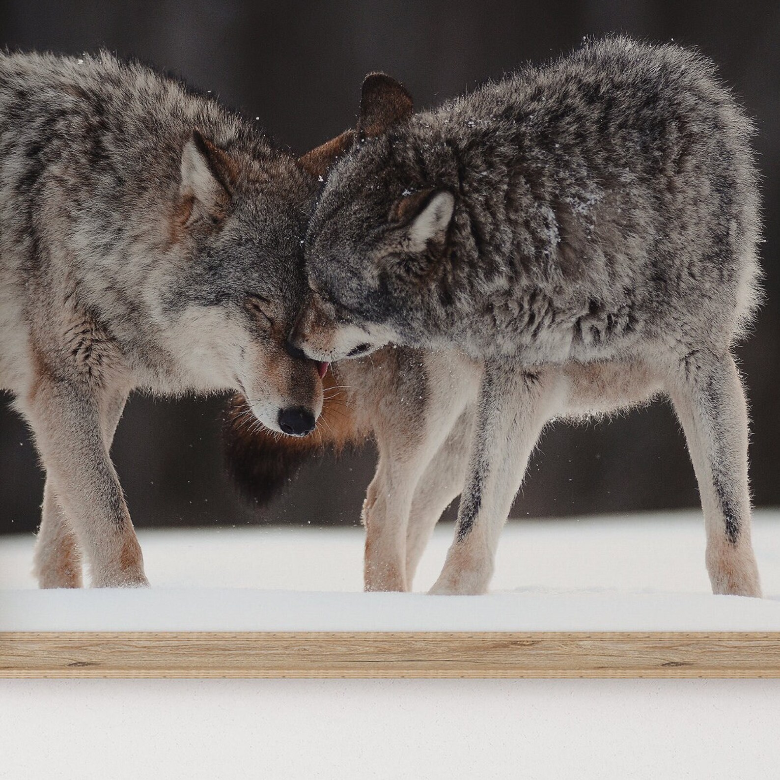 Two Wolves Playing Wall Art, Pack Camaraderie, Timber Wolf Poster ...
