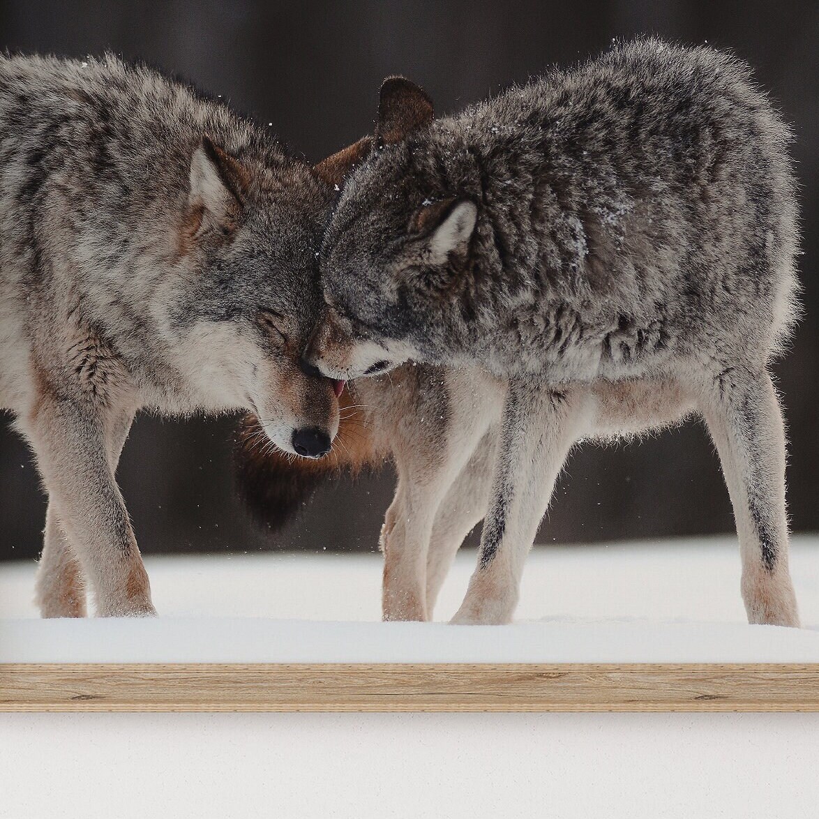 Two Wolves Playing Wall Art, Pack Camaraderie, Timber Wolf Poster ...