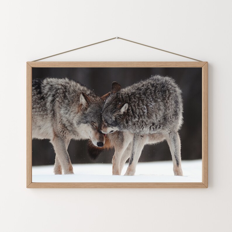 Two Wolves Playing Wall Art, Pack Camaraderie, Timber Wolf Poster ...