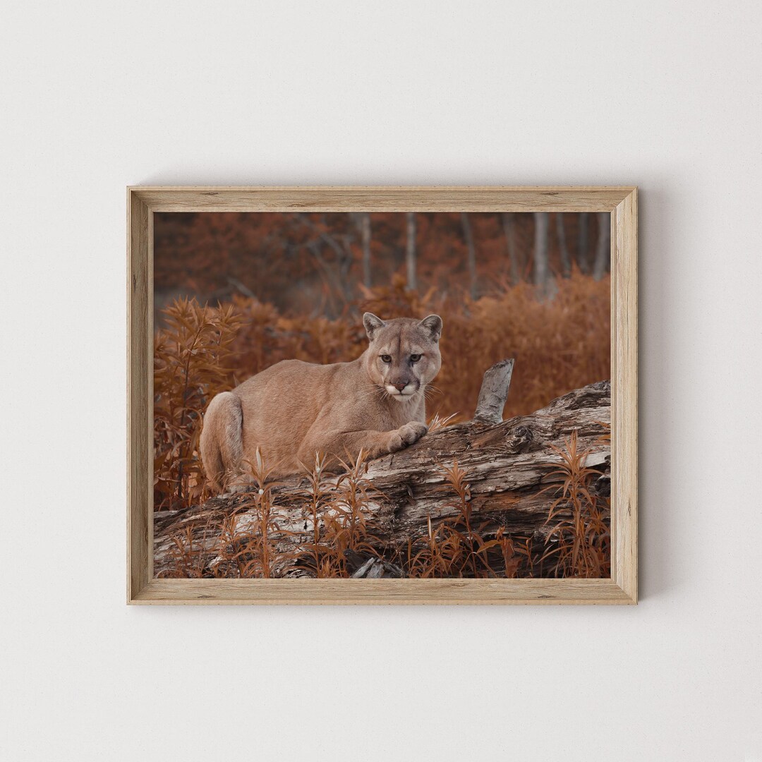 Mountain Lion in Fall Wall Art, Cabin Home Decor, Rustic Photography ...