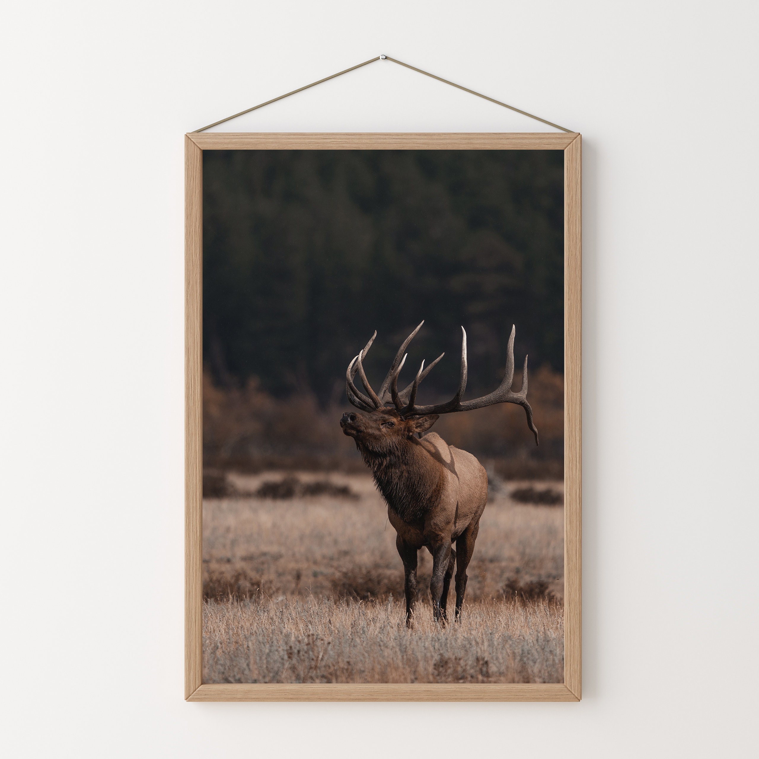 Western Elk Poster, Bull Elk Wall Art, Rustic Nature Print, Wildlife ...