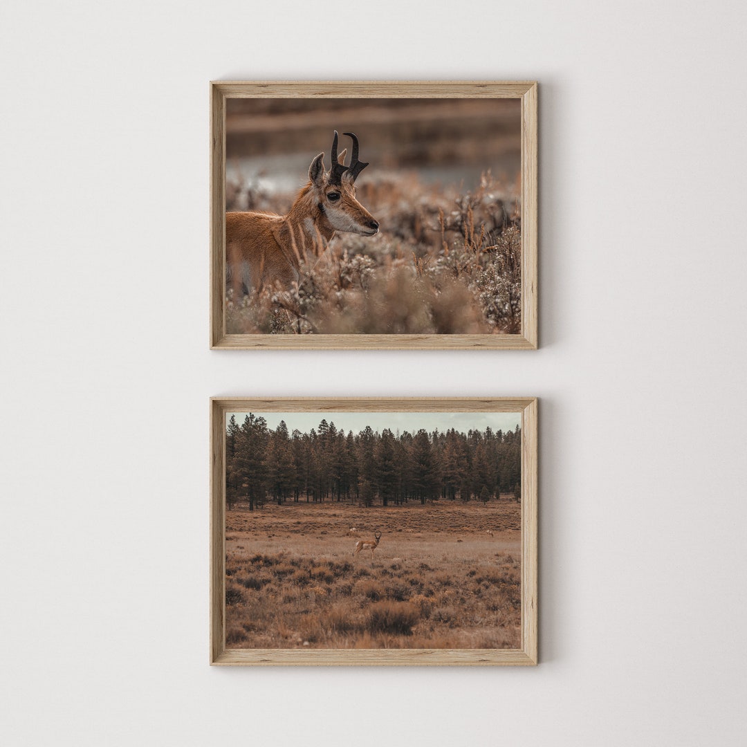 Wildlife Print Set, Pronghorn Photography, High Desert Antelope, Set of ...