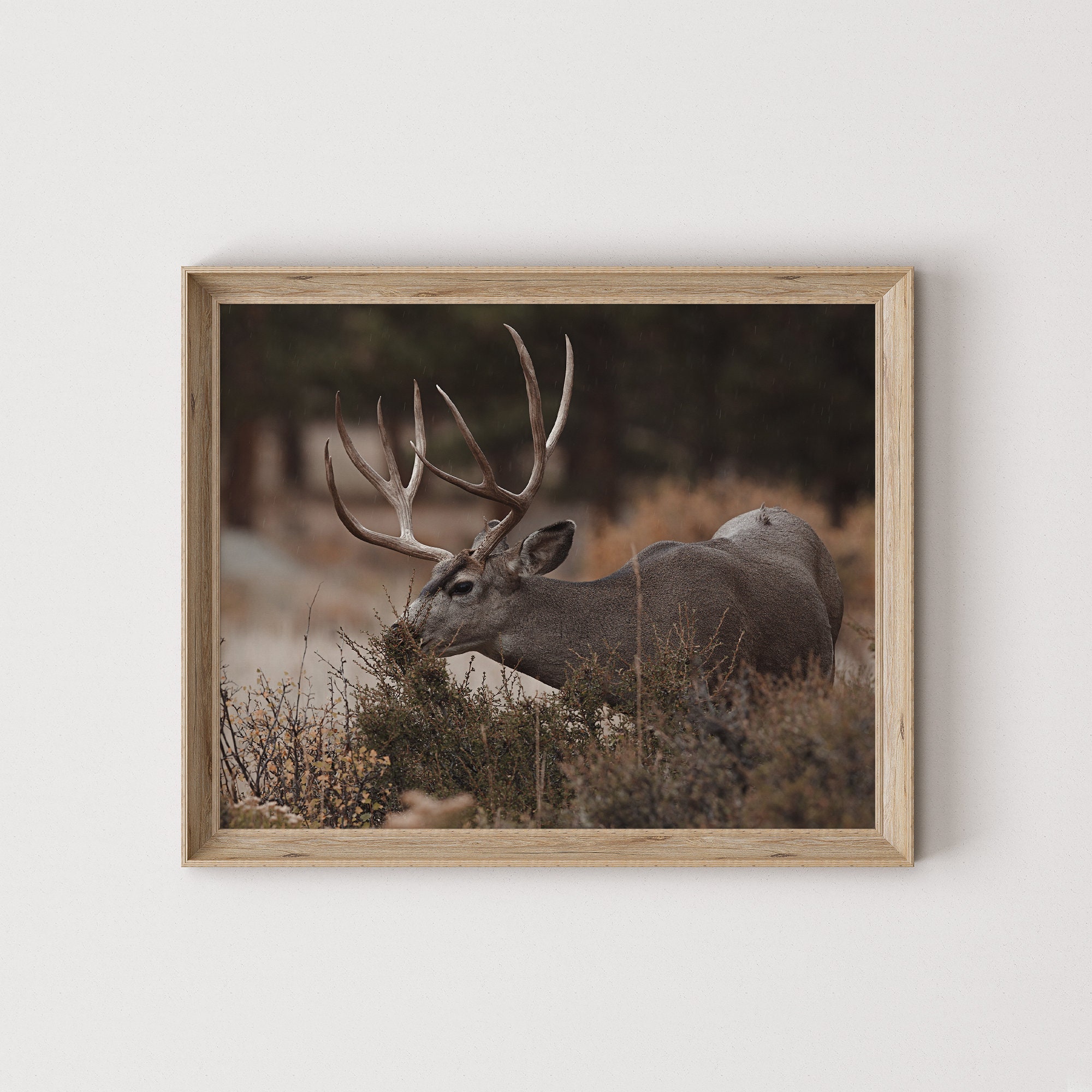 Grazing Mule Deer Printable, Huge Buck Print, Western Home Decor ...