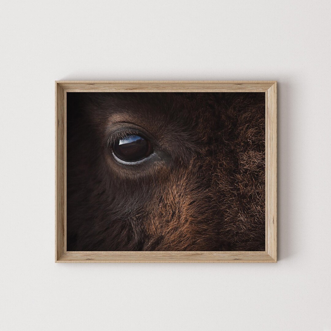 Close up Bison Eye Print, Wildlife Photography, Bison Digital Art ...
