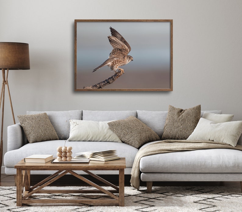 Red Shouldered Hawk Print, Birds of Prey Poster, Western Falcon Photo ...