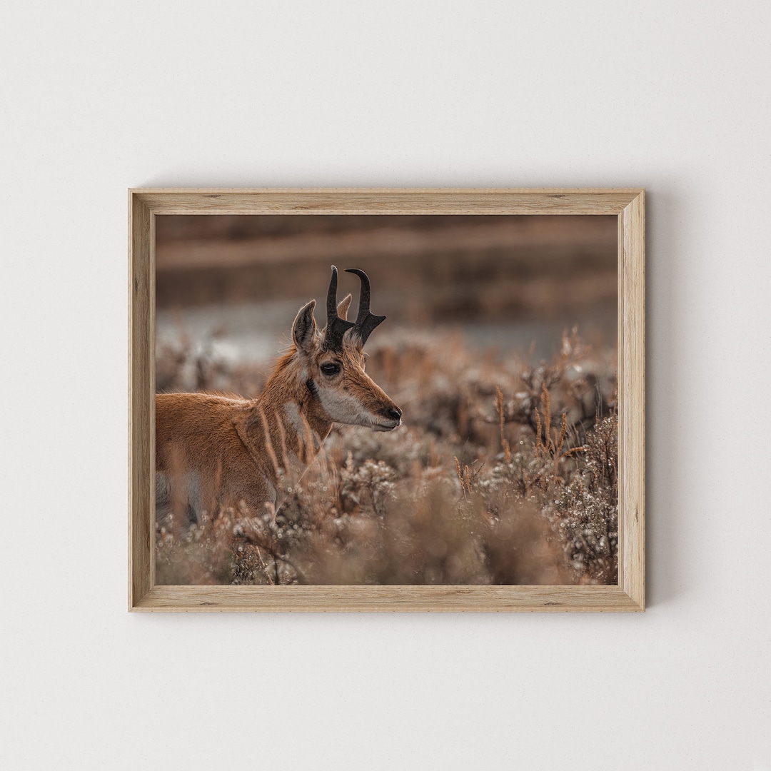 Western Antelope in Sagebrush, High Desert Pronghorn, Rustic Office Art ...