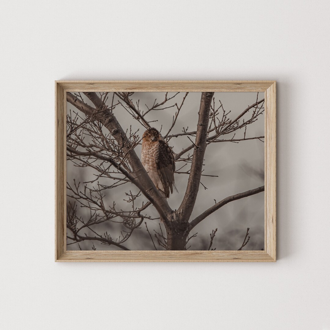 Hawk in Bare Tree, Coopers Hawk Wall Art, Wildlife Decor, Poster for ...