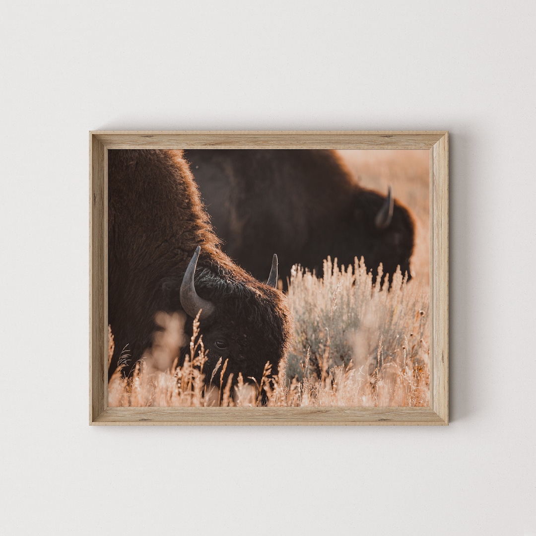 Bison Grazing in Sagebrush, Rustic Bison Photography, Western Bison ...