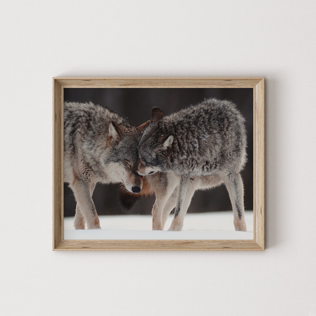 Two Wolves Playing Wall Art, Pack Camaraderie, Timber Wolf Poster ...