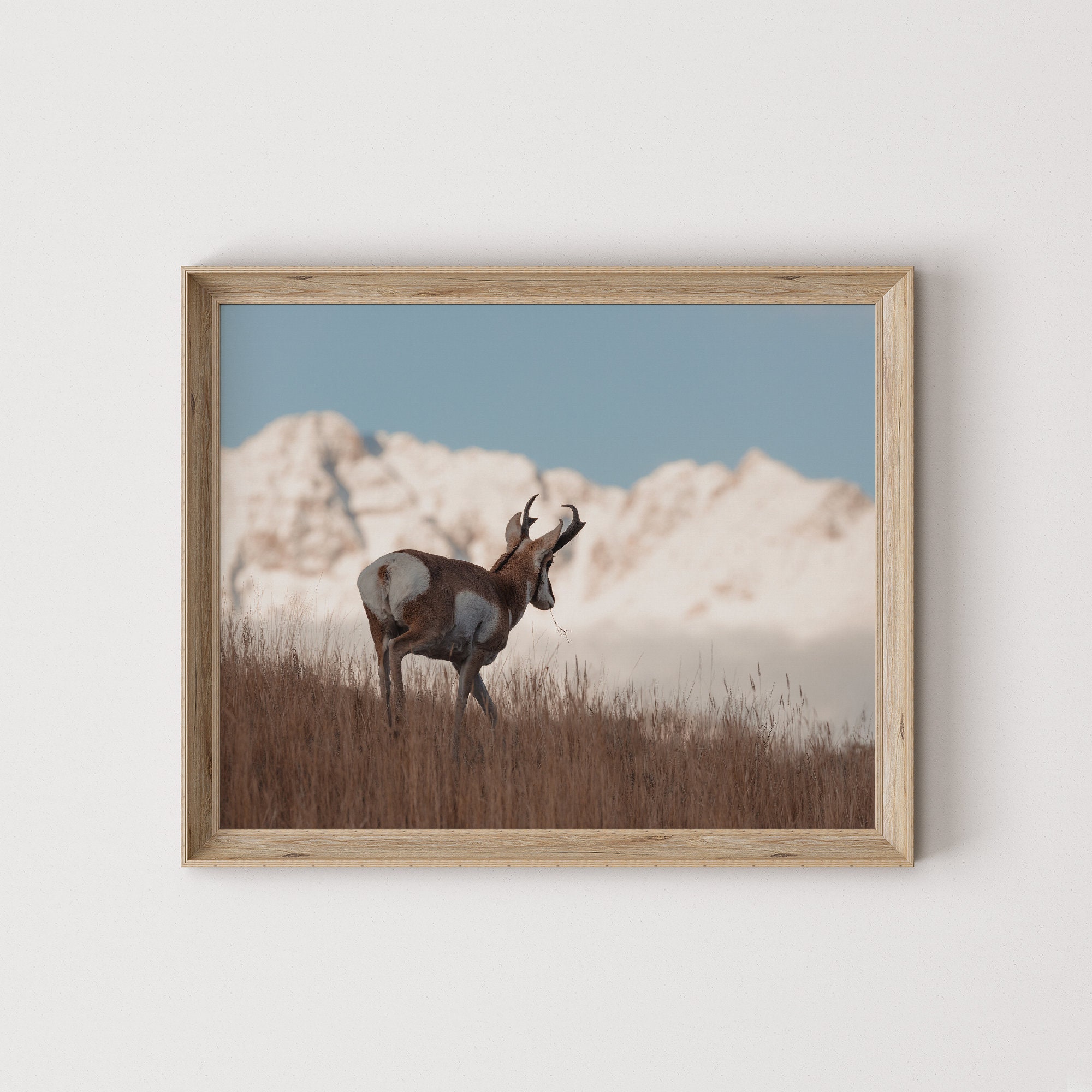 Western Antelope Wall Art, Rustic Home Decor, Pronghorn Grazing on ...