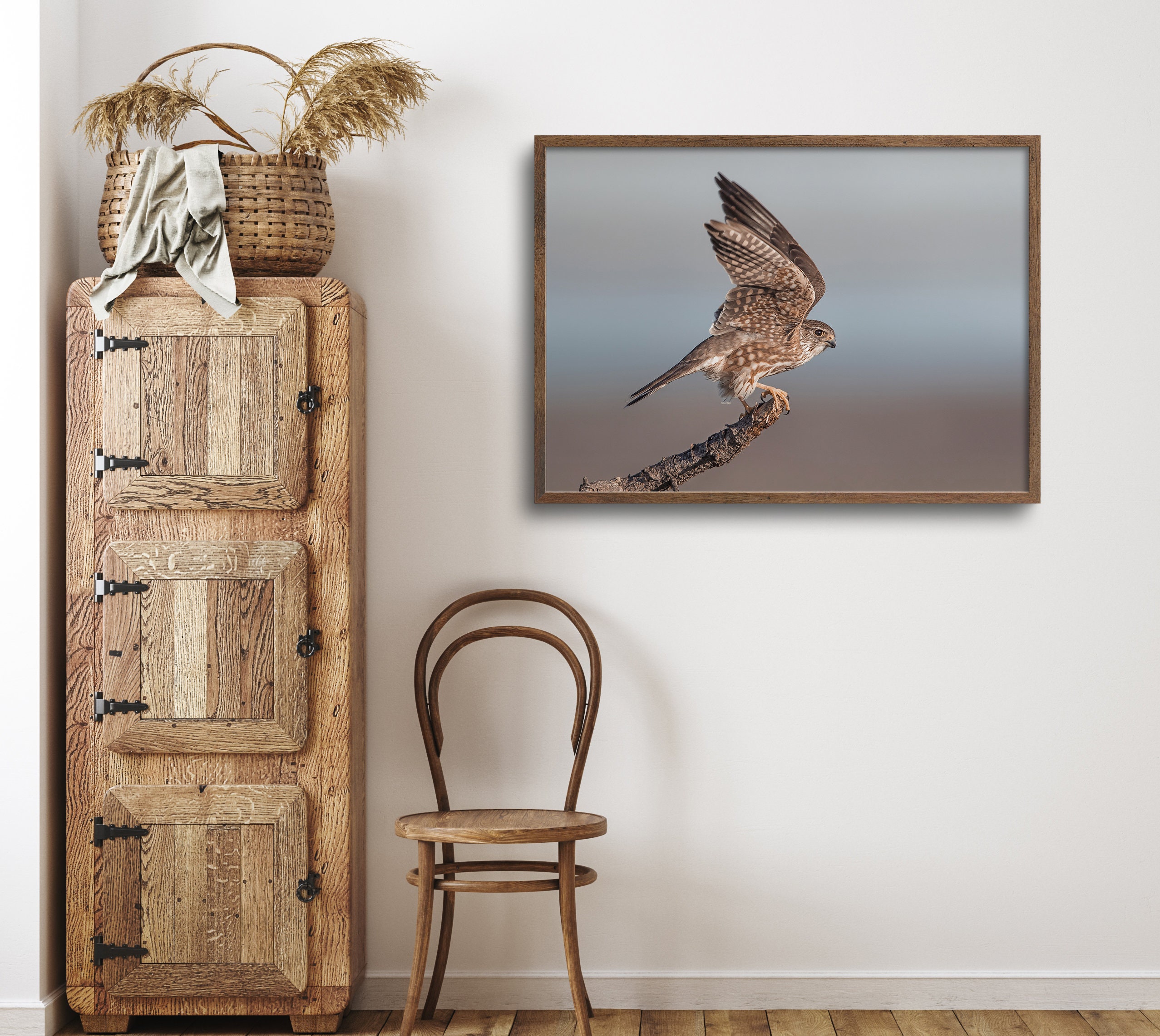 Red Shouldered Hawk Print, Birds of Prey Poster, Western Falcon Photo ...