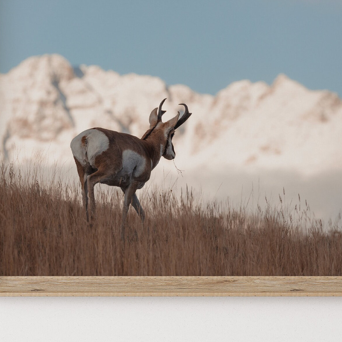 Western Antelope Wall Art, Rustic Home Decor, Pronghorn Grazing on ...