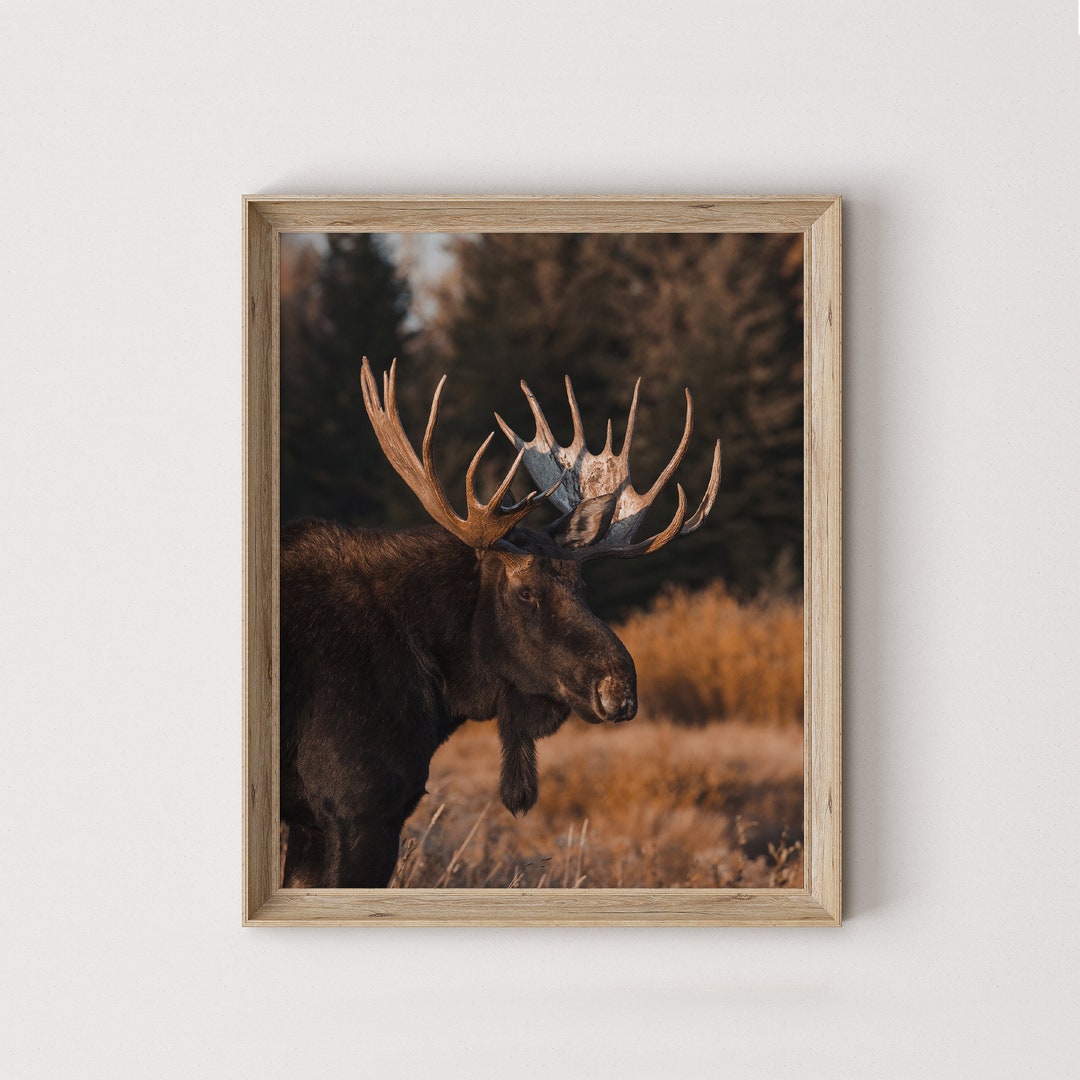 Bull Moose at Sunset Printable, Rustic Western Decor, Wyoming Moose ...