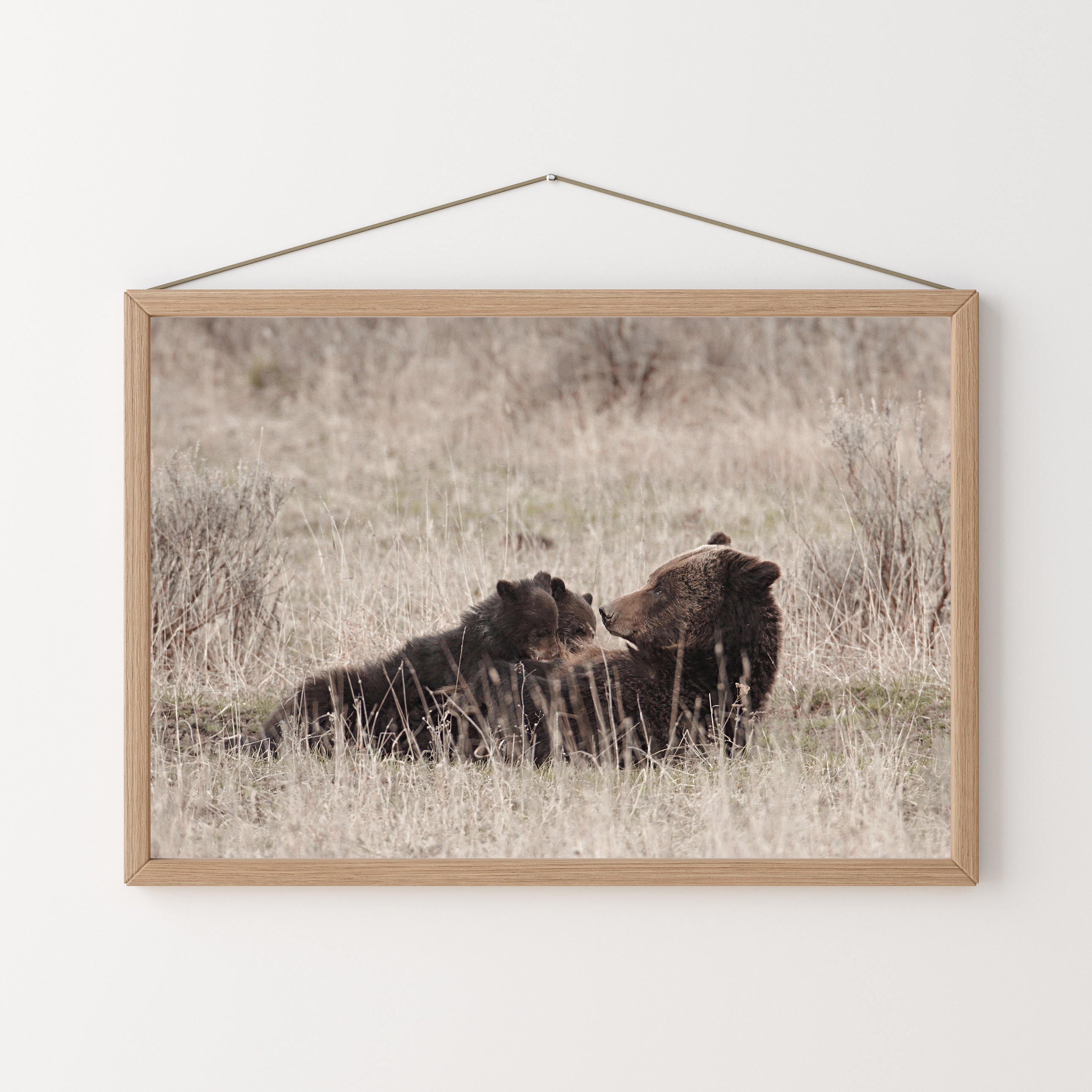 Mama Bear Nursing Young, Grizzly Bear Wall Art, Wildlife Photography ...