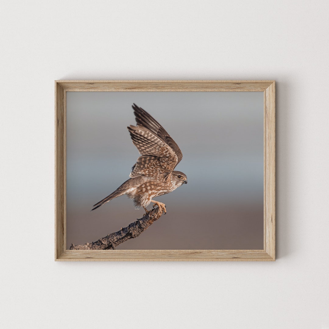 Red Shouldered Hawk Print, Birds of Prey Poster, Western Falcon Photo ...