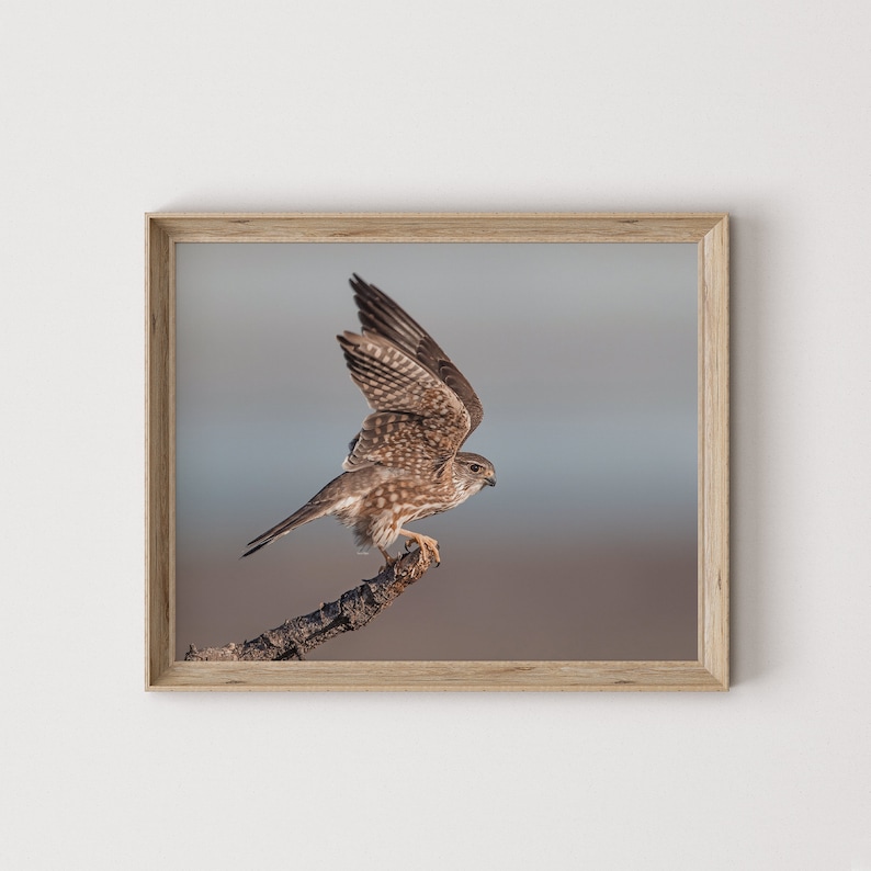 Red Shouldered Hawk Print, Birds of Prey Poster, Western Falcon Photo ...