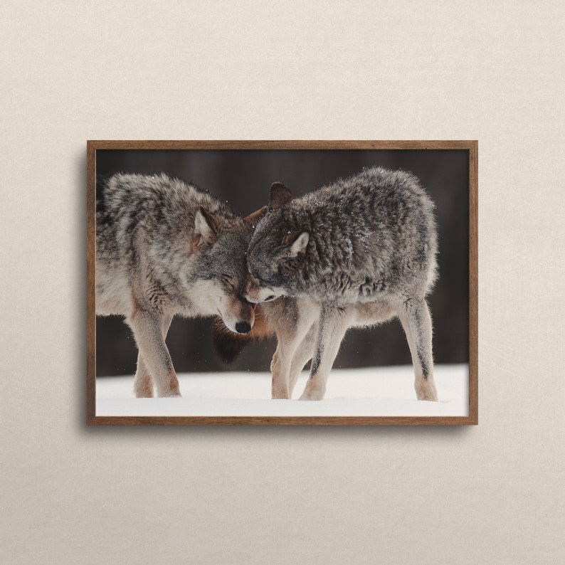 Two Wolves Playing Wall Art, Pack Camaraderie, Timber Wolf Poster ...