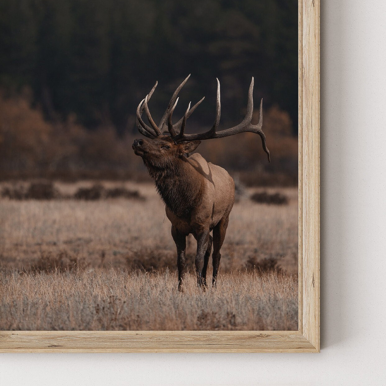 Western Elk Poster, Bull Elk Wall Art, Rustic Nature Print, Wildlife ...