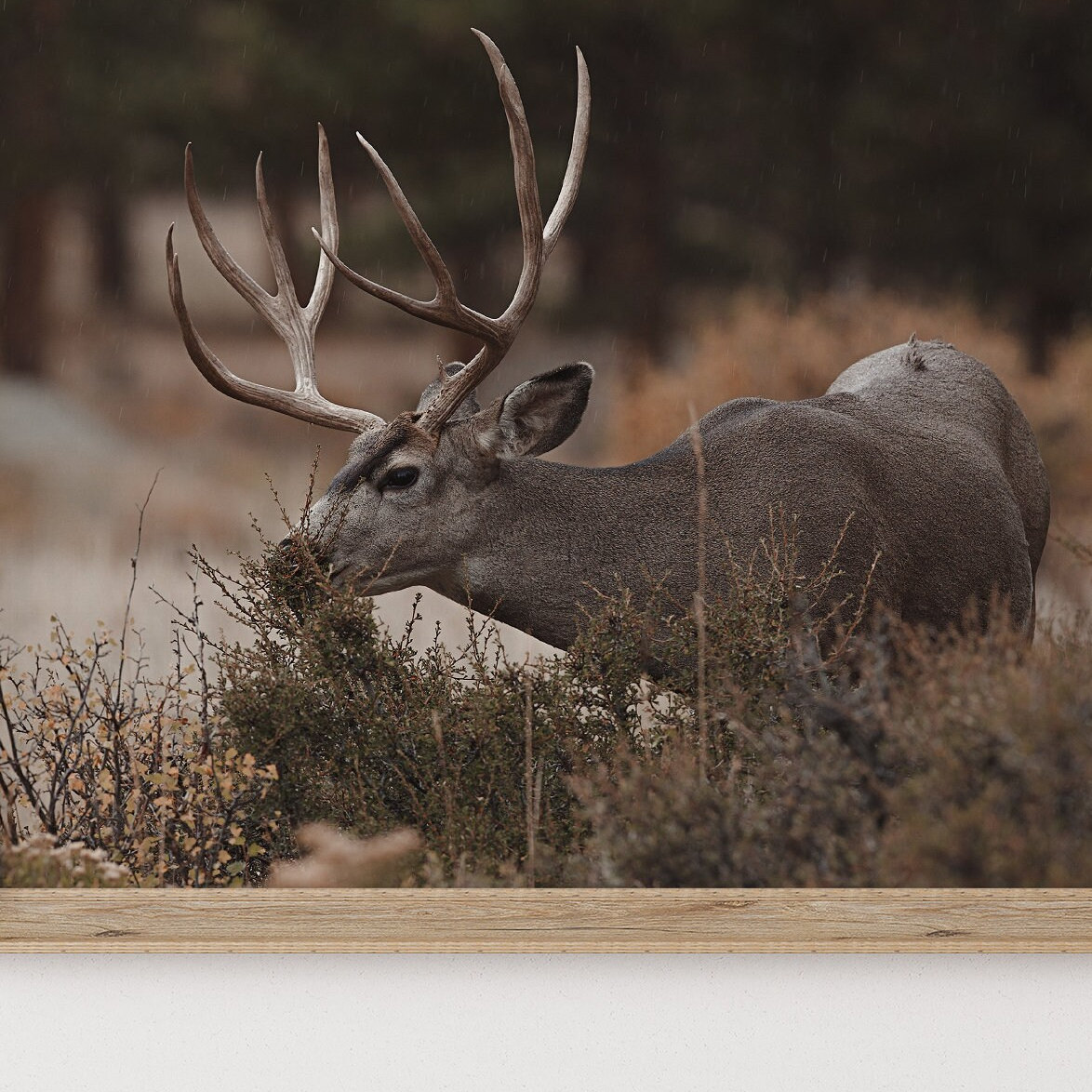 Grazing Mule Deer Printable, Huge Buck Print, Western Home Decor ...