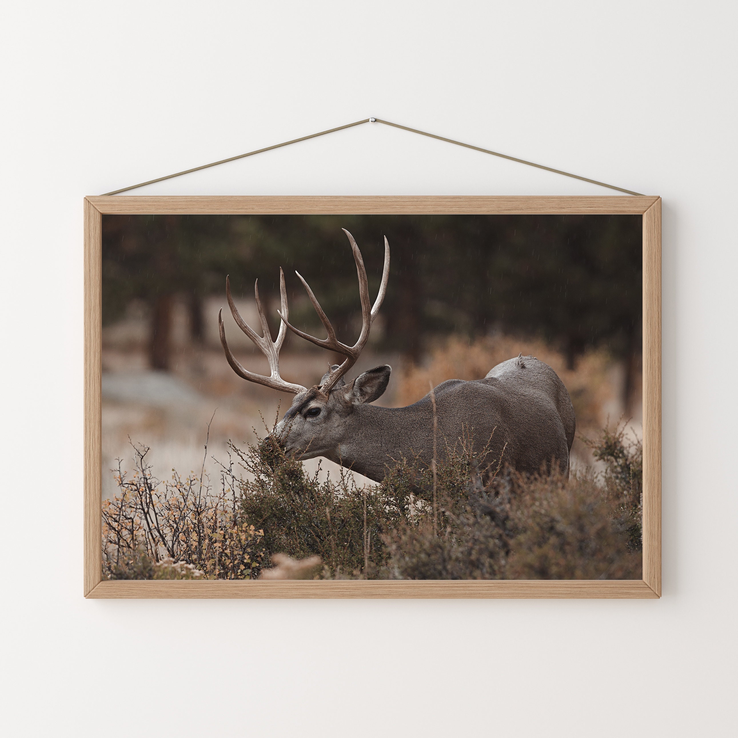 Grazing Mule Deer Printable, Huge Buck Print, Western Home Decor ...