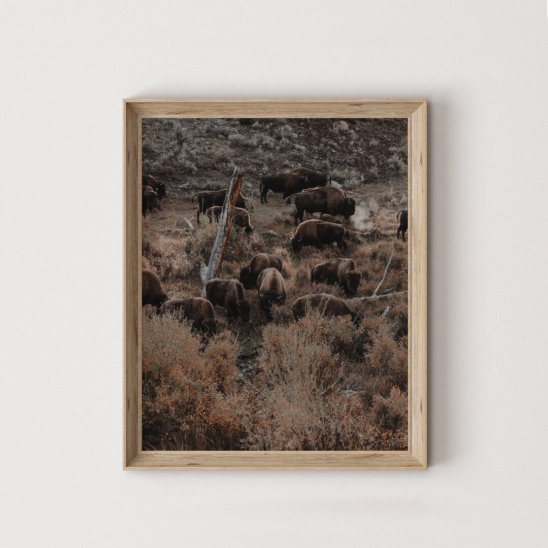 Wild Bison Herd Poster, Wyoming Nature Print, Rustic Home Decor ...