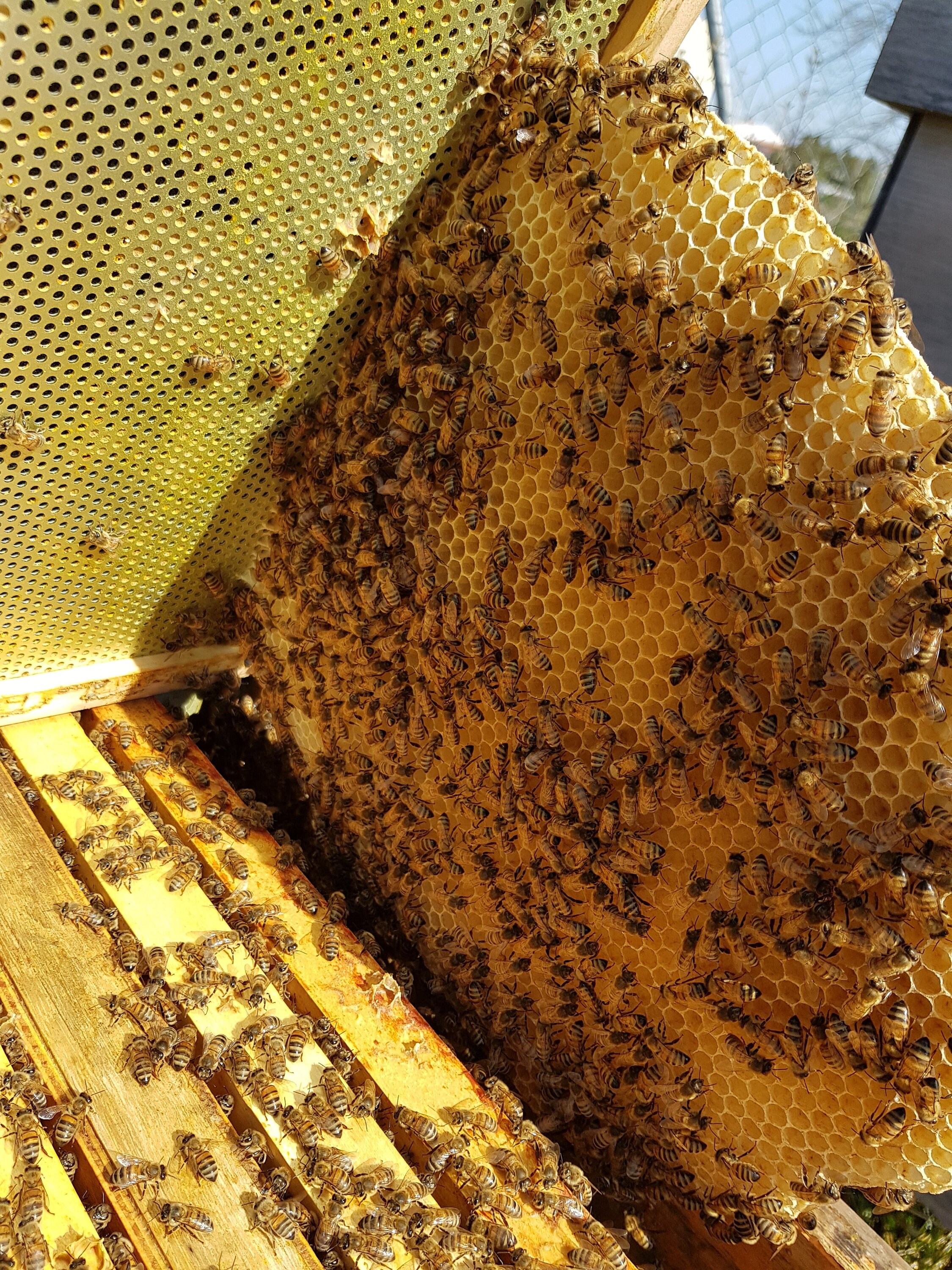 Lantern, Wax Bowl, Beeswax Bowl D 75 Mm H 55 Mm 100% Beeswax From Our Own BIOLAND Beekeeping - Etsy