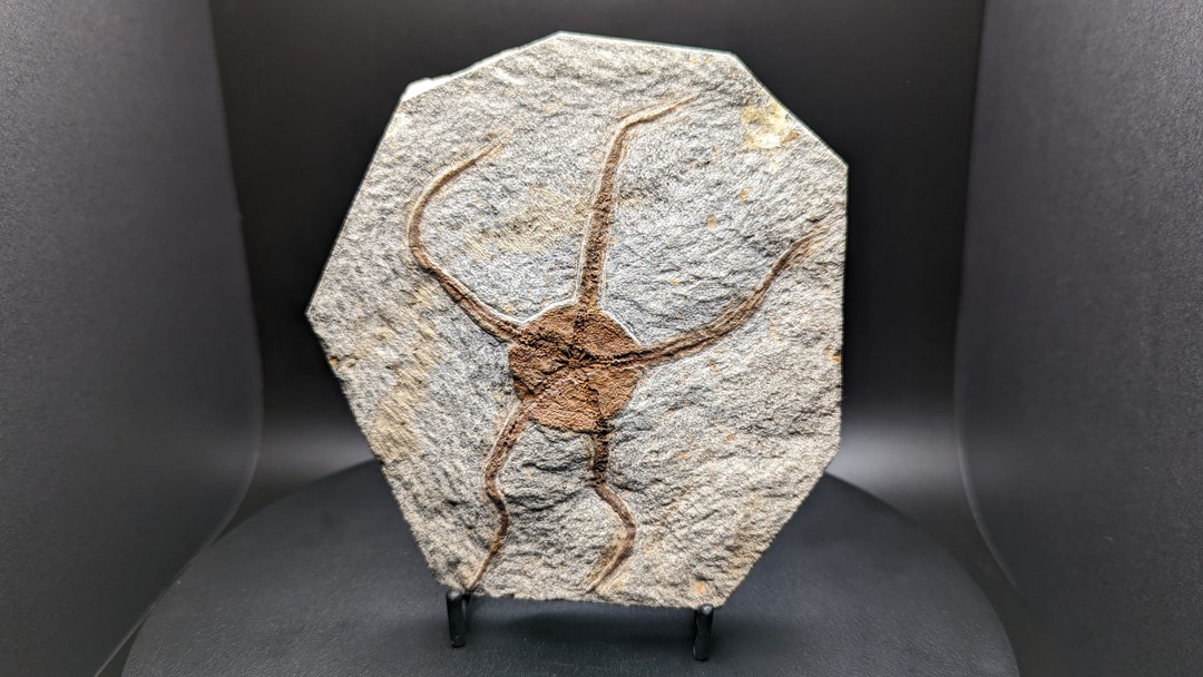 Ophiuroidea Brittle Star Fossil Morocco - Etsy
