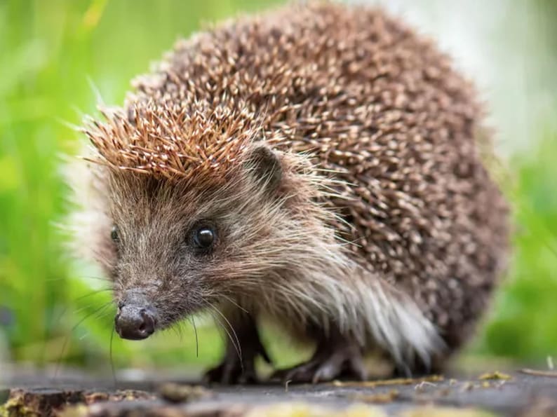 IGEL HAUS Winterschlaf Winter Villa | Shelter Box Hotel Home für ...