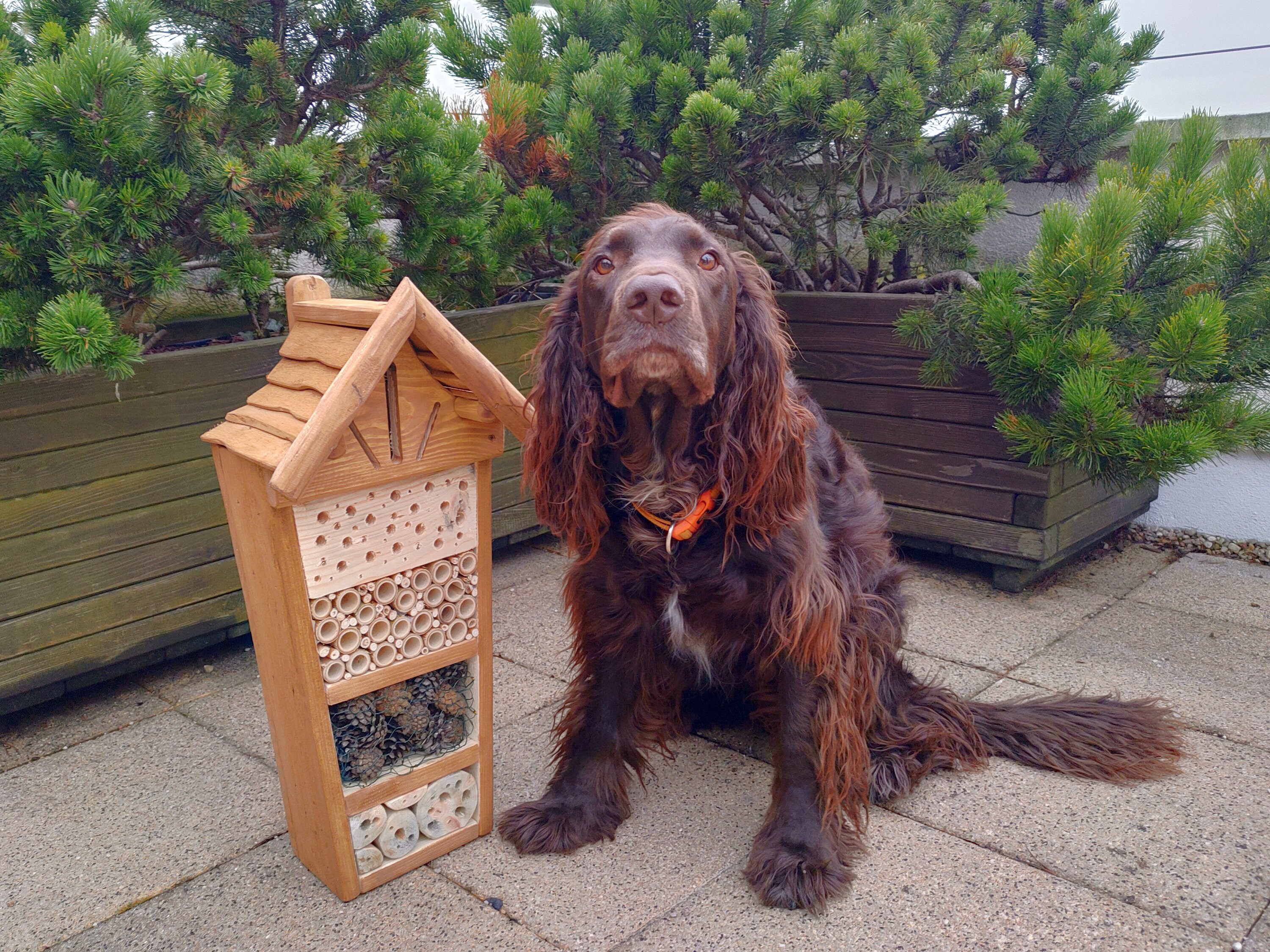 BUG HOUSE Insect Hotel, Butterfly Ladybug House, Mason Bee Large ...