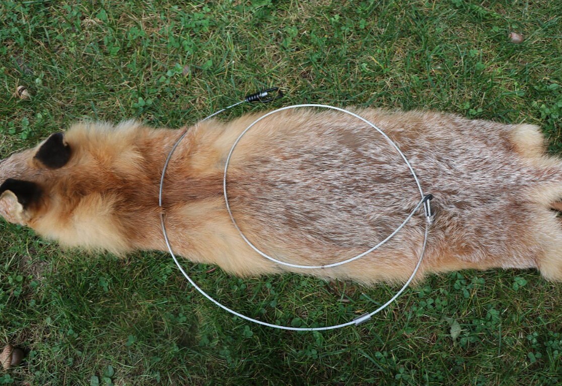 Predator Snares / Trapping Coyote, Fox, Beaver / Trapping - Survival ...