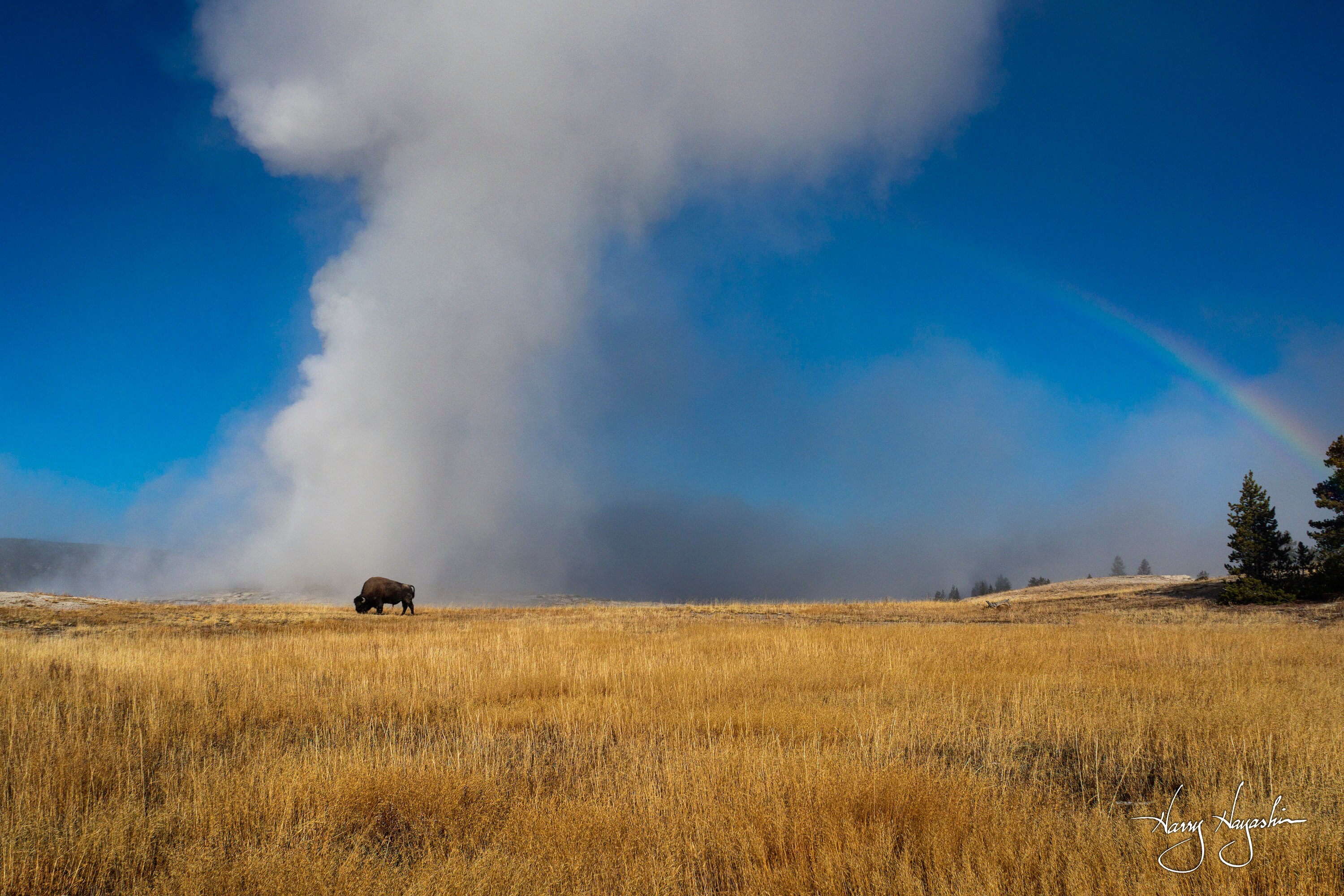 Yellowstone Bison & Rainbow Landscape Photo Print - Etsy
