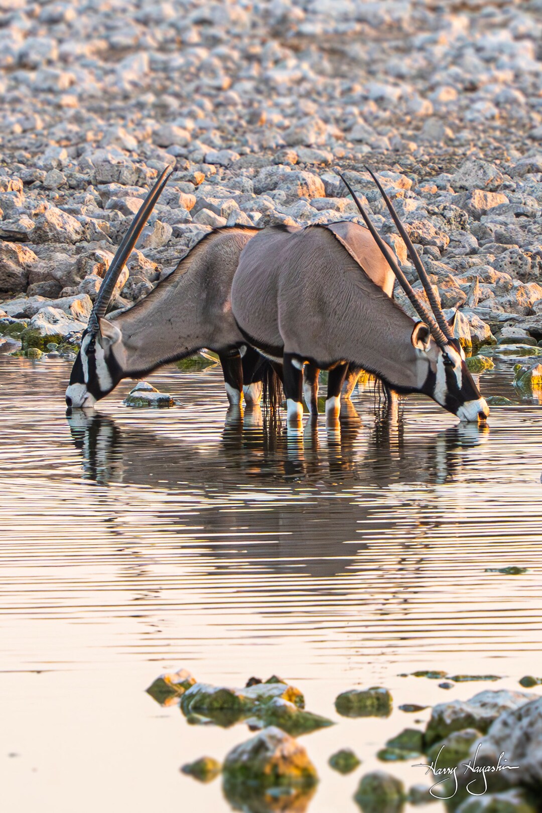 African Onyx Reflection, Wildlife Photography, Wall Art, Home Decor ...