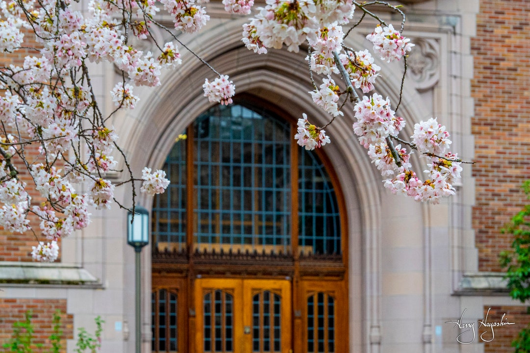 UW Quad Cherry Blossom Print, Spring Bloom, Architectural Landscape ...