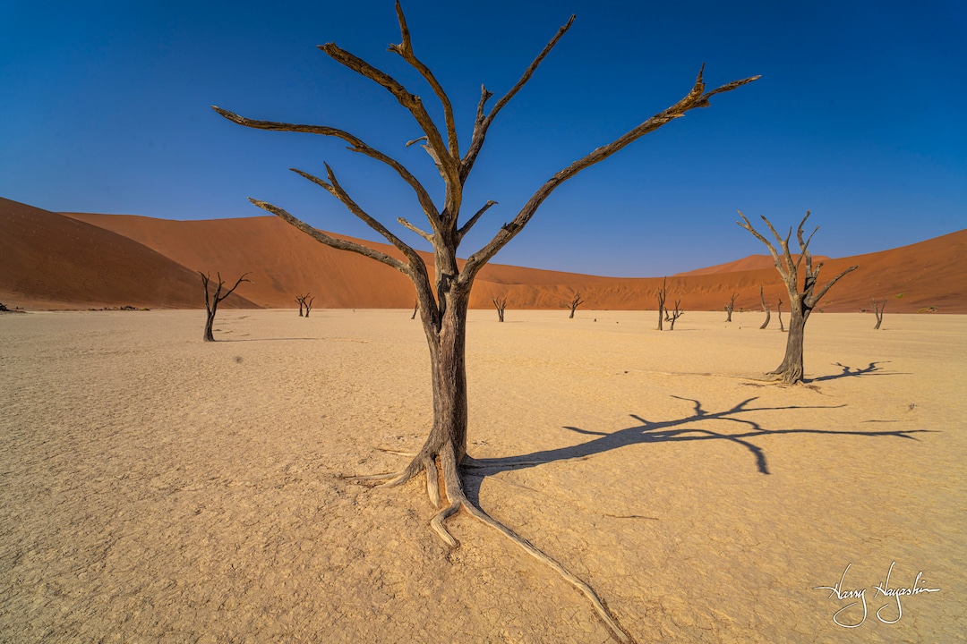 Namibian Desert Trees, Deadvlei, Namib Desert Dunes, Stark Beauty ...