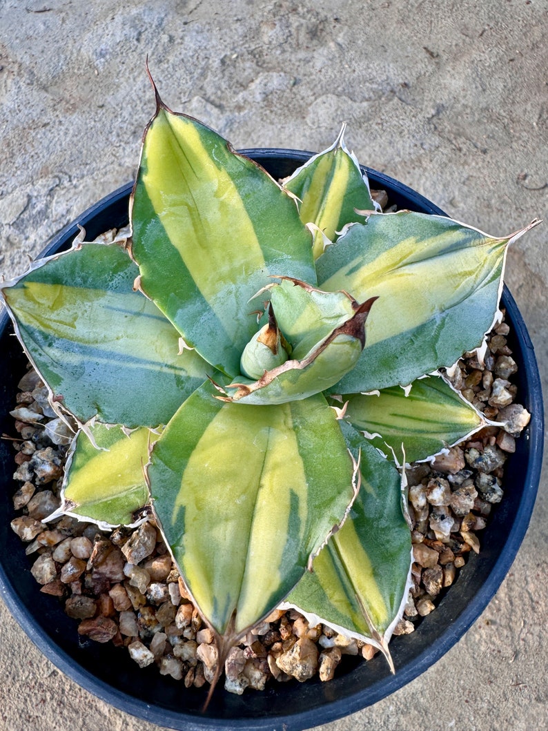 Agave Titanota white Ice Sport Medial Variegated Nice Size. - Etsy