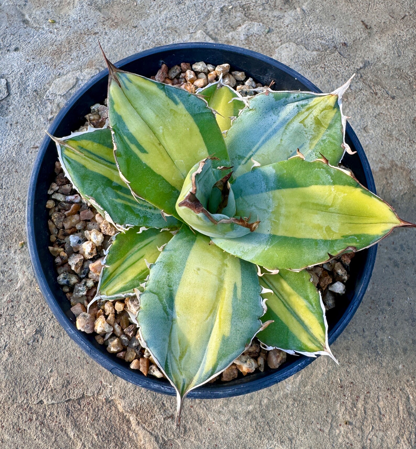 Agave Titanota white Ice Sport Medial Variegated Nice Size. - Etsy