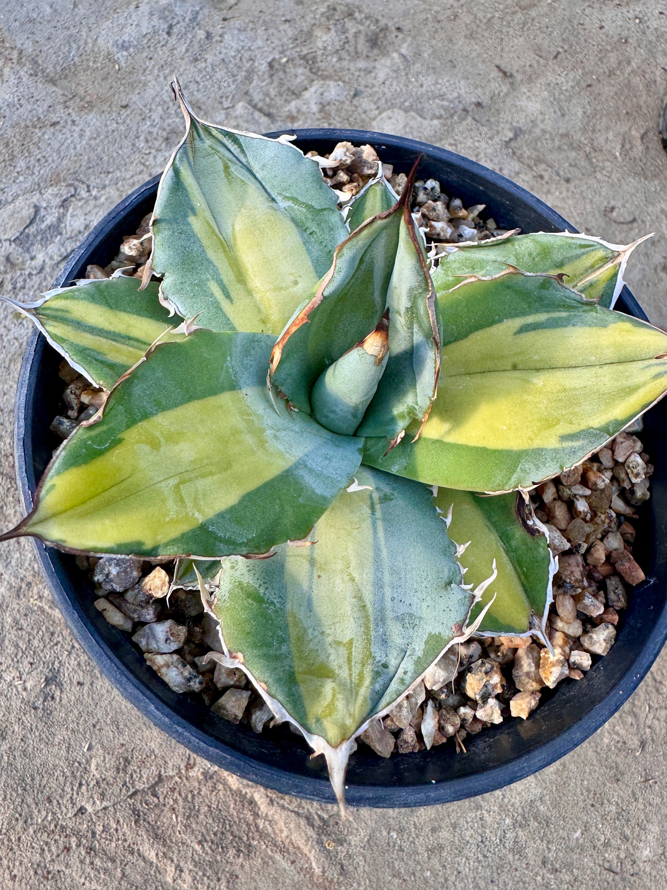 Agave Titanota white Ice Sport Medial Variegated Nice Size. - Etsy
