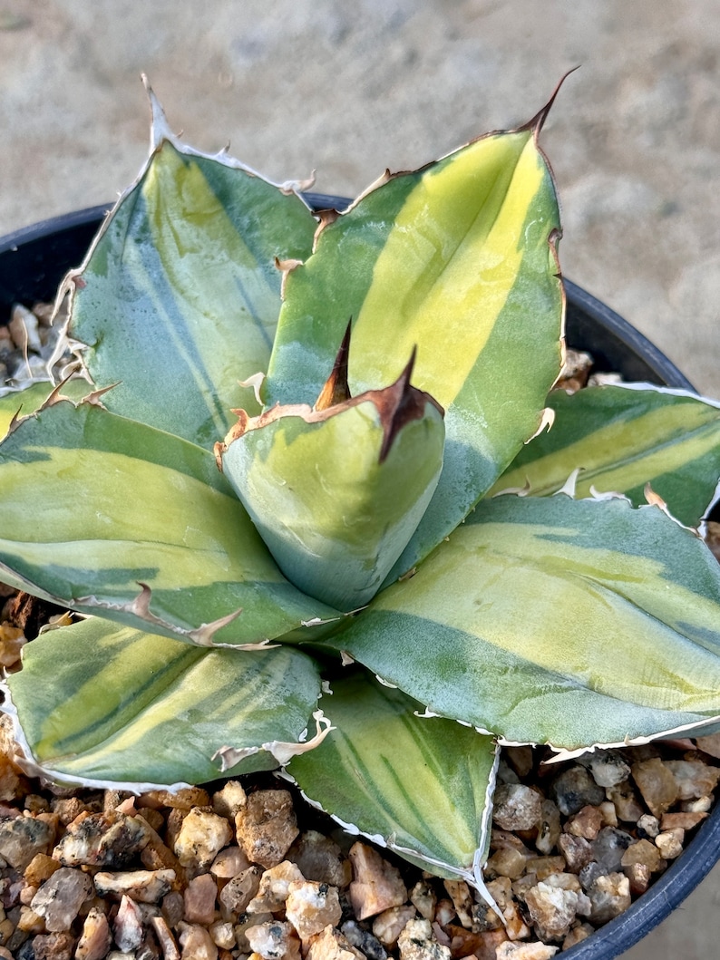 Agave Titanota white Ice Sport Medial Variegated Nice Size. - Etsy