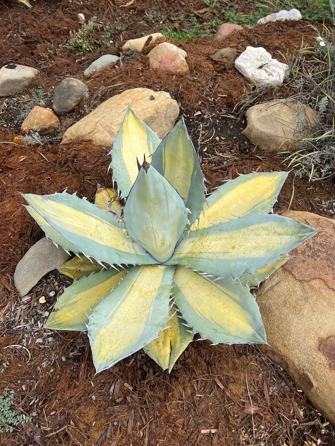 Agave Titanota white Ice Sport Medial Variegated Nice Size. - Etsy