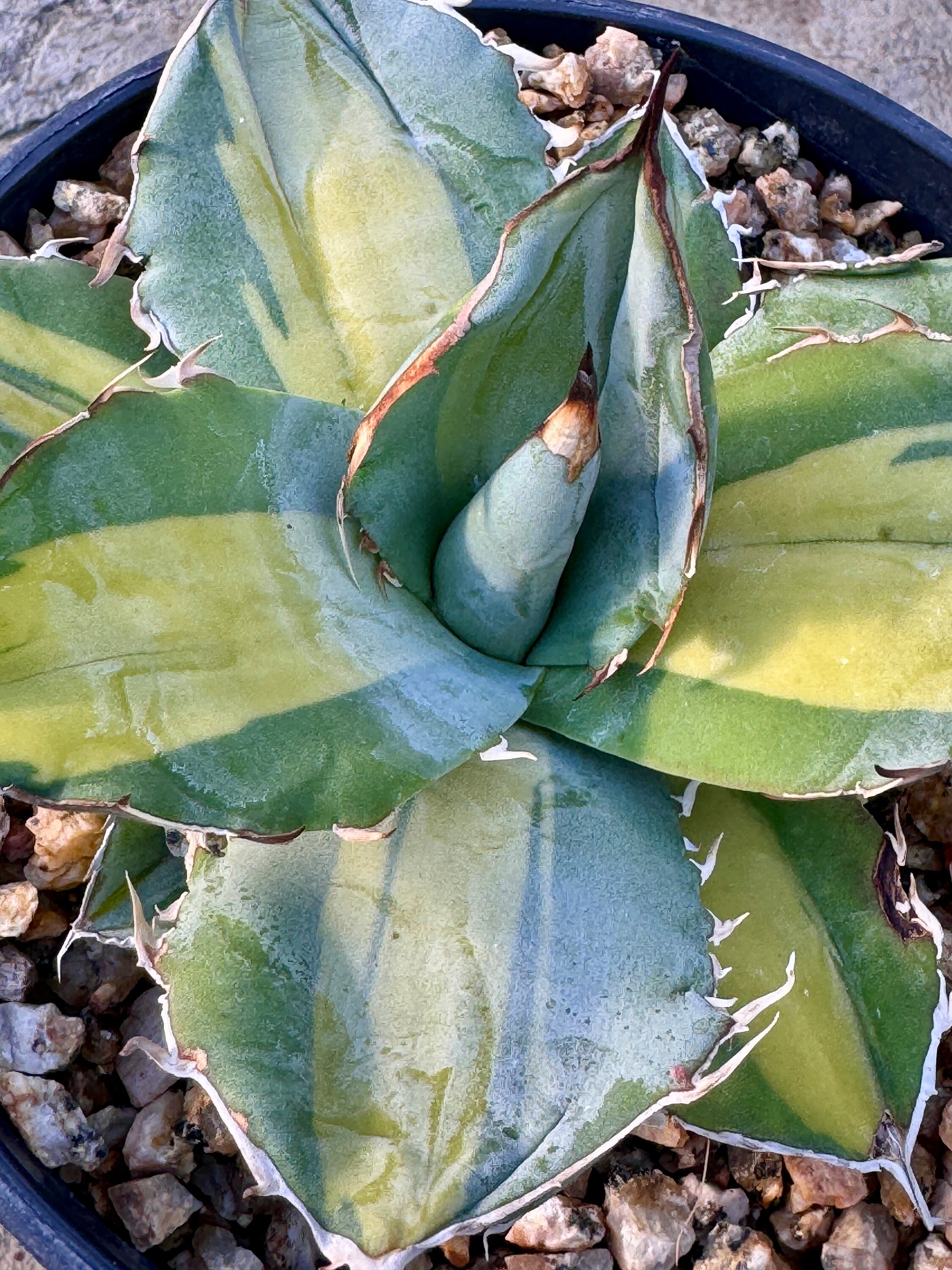 Agave Titanota white Ice Sport Medial Variegated Nice Size. - Etsy
