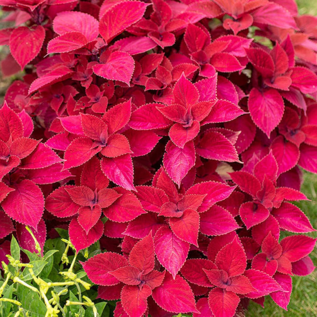 Redhead Bright Red Coleus Seeds: Infuse Your Garden With Vibrant ...