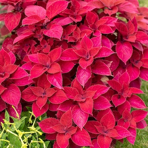 Redhead Bright Red Coleus Seeds: Infuse Your Garden With Vibrant ...