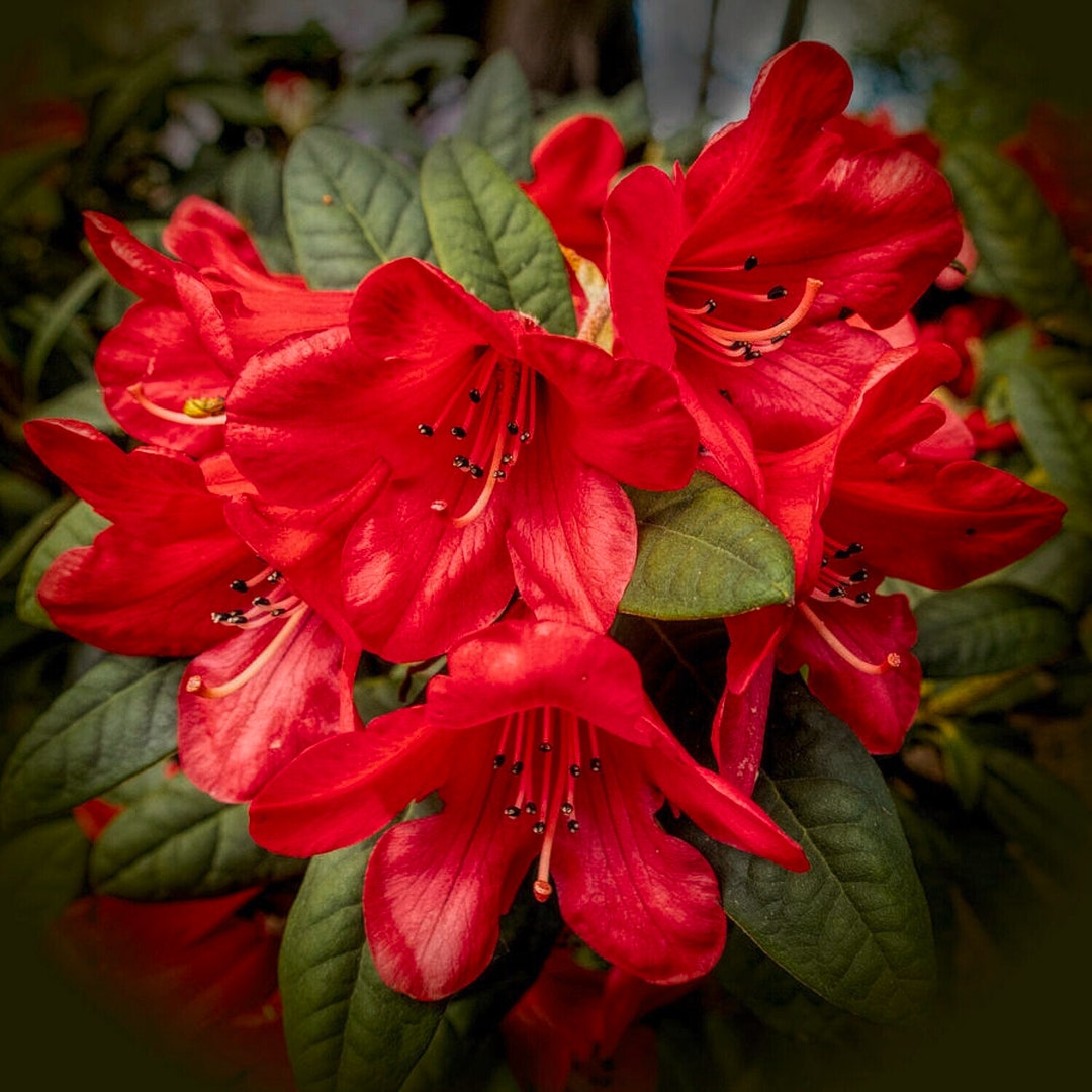 Rhododendron Azalea Bonsai - Miniature Beauty for Your Bonsai ...