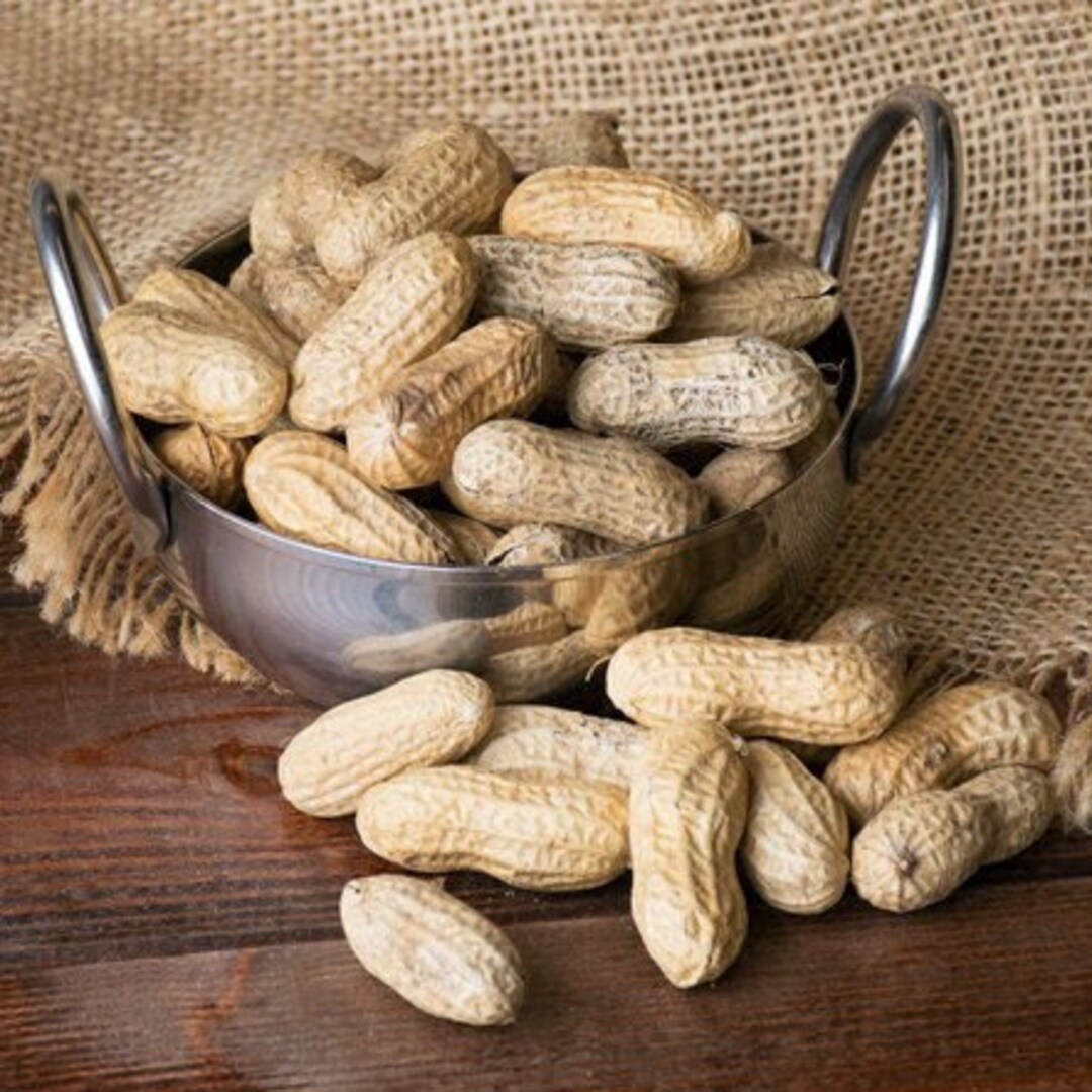 500+ SPANISH Peanut Seeds for Planting, 500+ Seeds High Rate Successful ...