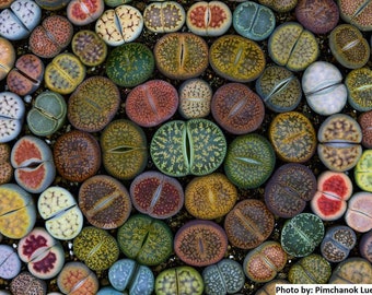 Cultivate Your Garden Oasis With 100pcs Mixed Succulent Plant Seeds DIY ...