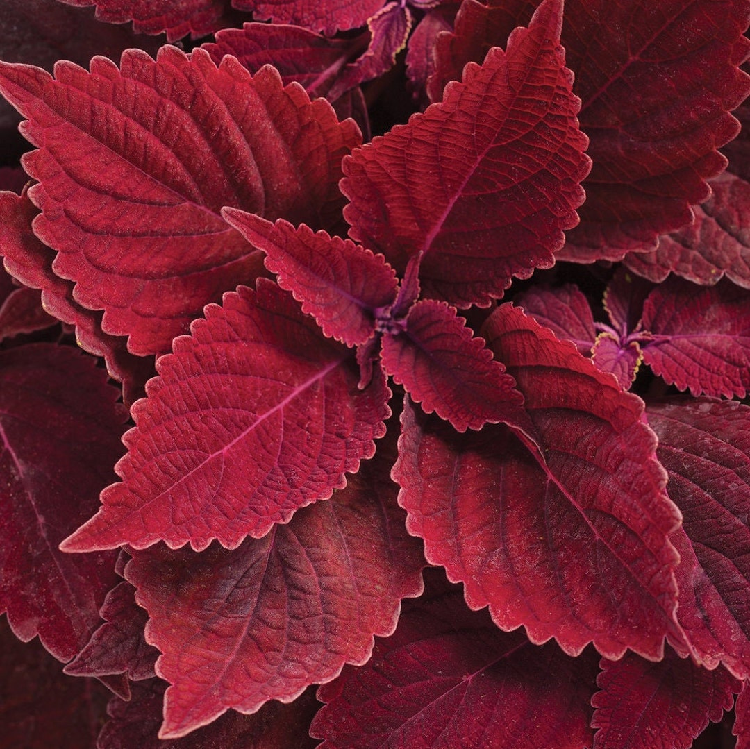 Color Blaze Red Coleus Scutellarioides Seeds: Ignite Your Garden With ...