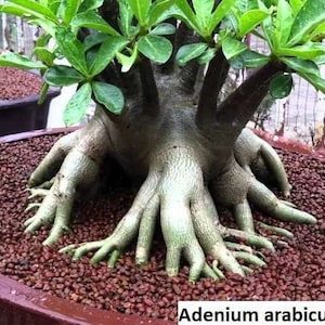 Adenium Arabicum 'black Giant' Seeds: Grow Your Own Exotic Desert Rose ...